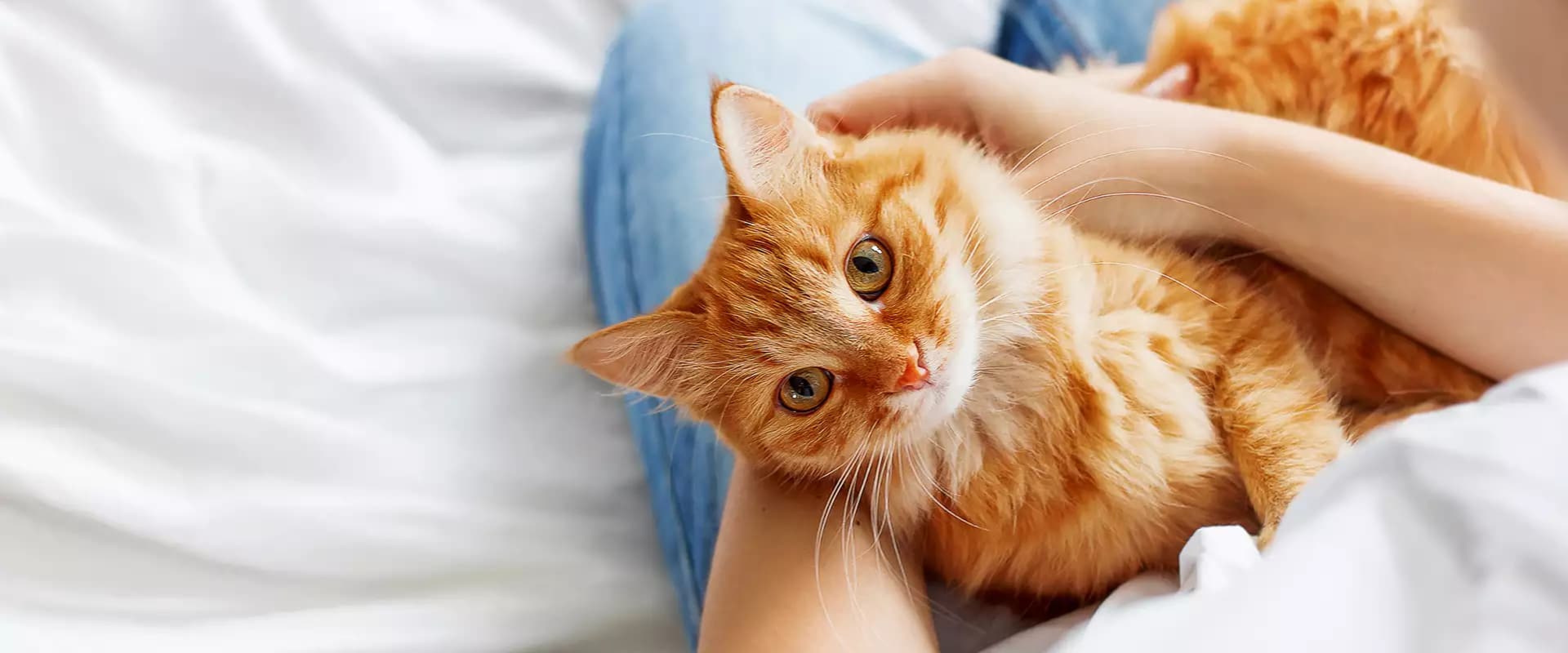 Petsand άμμος γάτας χονδρική